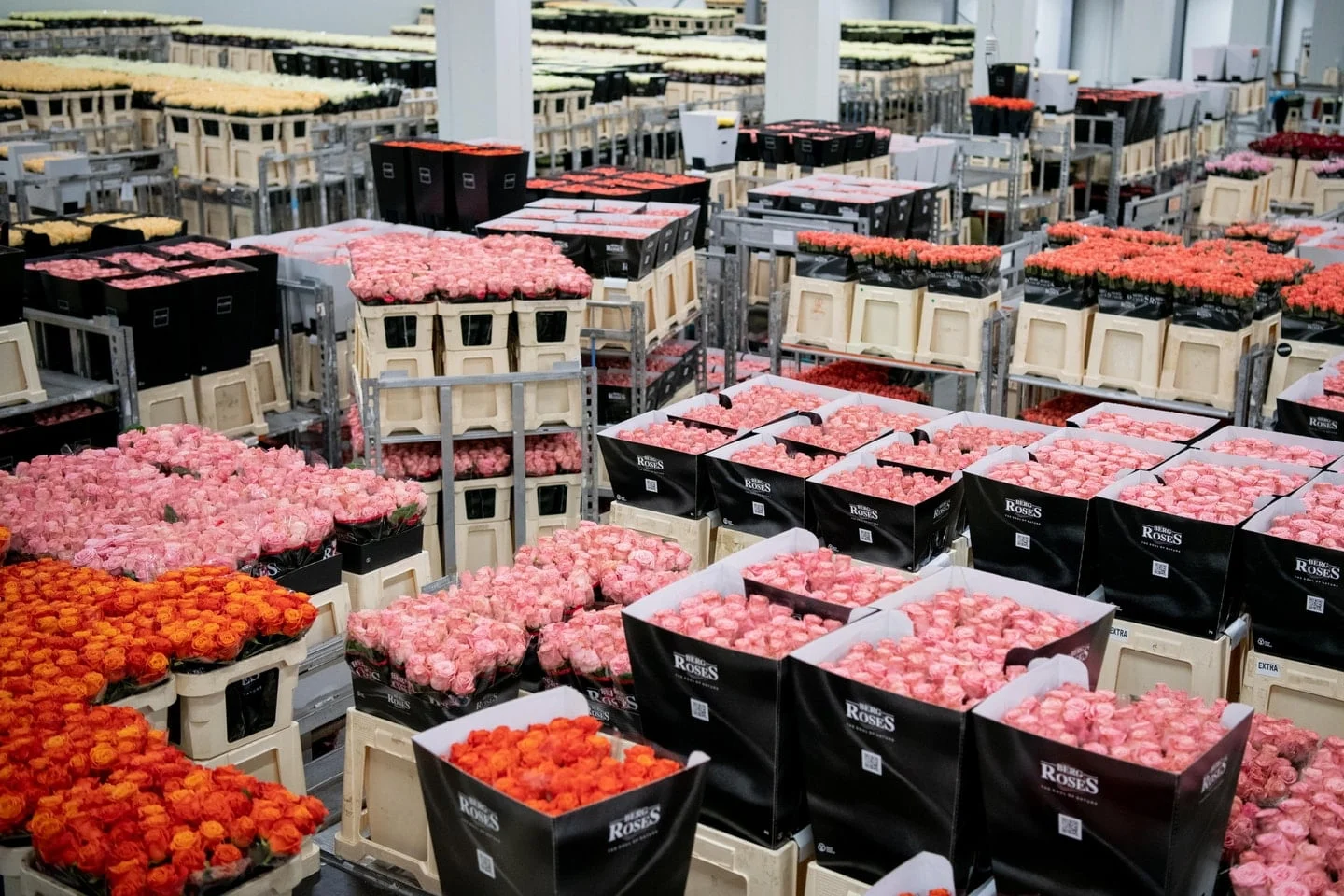 How Does Aalsmeer Flower Auction Work | Best Flower Site